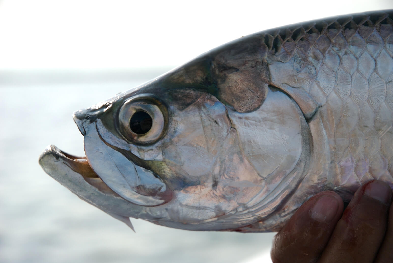 Gear Up for the Bahamas - Telluride Angler
