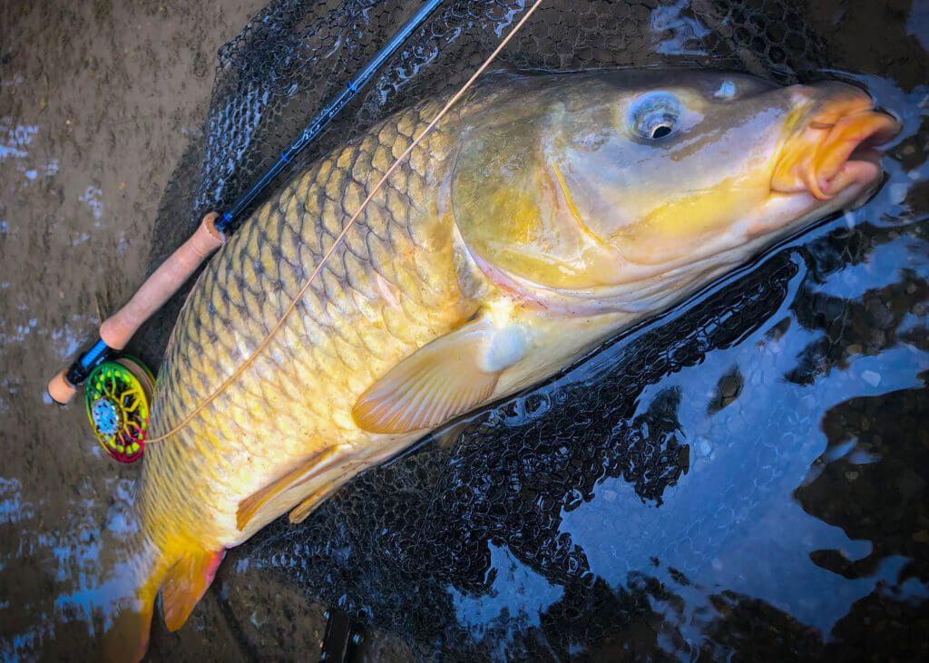 Scott Wave Fly Rods | model-by-model review - Telluride Angler