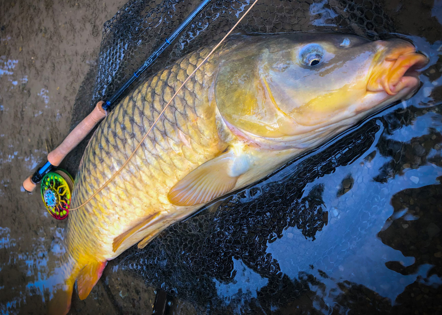 Scott Wave Fly Rods | model-by-model review - Telluride Angler