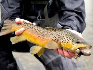 G.Loomis IMX-Pro V2 Fly Rods | Model-by-Model Review - Telluride Angler